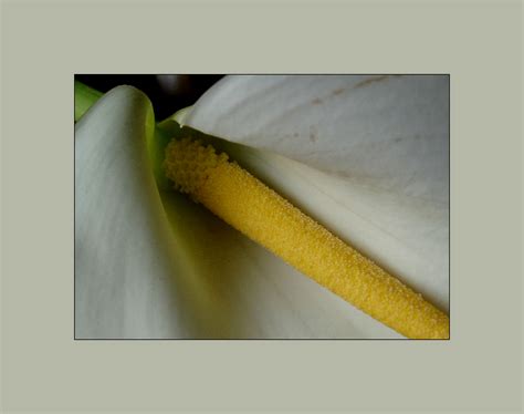 kalla ... Foto & Bild | nah- & makro, techniken, aufnahme-techniken ...