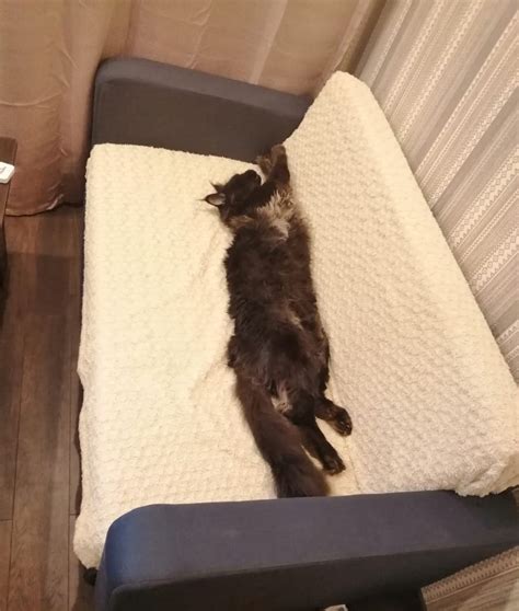 Диван для кота | Пикабу