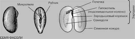 СЕМЯ | это... Что такое СЕМЯ?