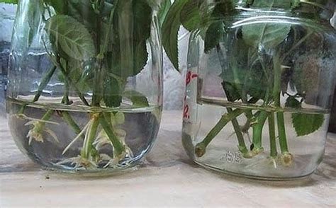 Натуральные стимуляторы образования корней