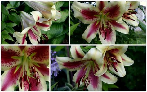 OT LILY HOLLAND BEAUTY! - Sowing the Seeds