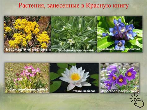 Разнообразие природы родного края - презентация онлайн