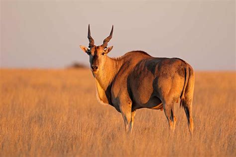 Galeria zdjęć - Eland zwyczajny - medianauka.pl