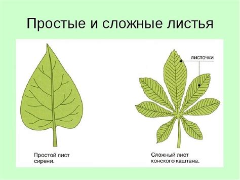 Простой лист у а) сирени б) каштана в) шиповника г) акации - Школьные ...