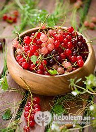 Калорийность смородины как средства для снижения веса