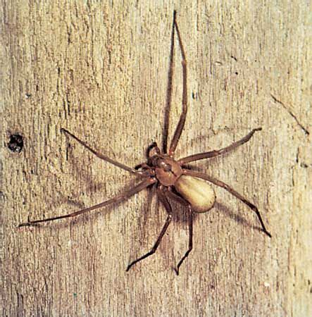 Brown Recluse Bite Stages Timeline