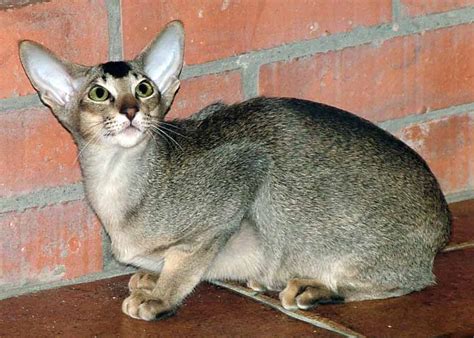 Ориентальные кошки, ориентальные котята - Московский питомник Catori ...