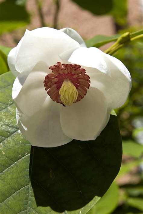 Магнолия Зибольда (Magnolia sieboldii) - PictureThis