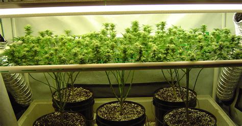 Scrog - DolceVita