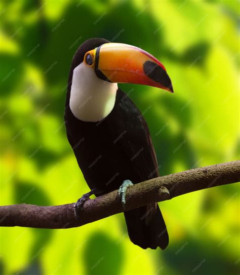 Токо Тукан (Ramphastos toco) | Бесплатно Фото