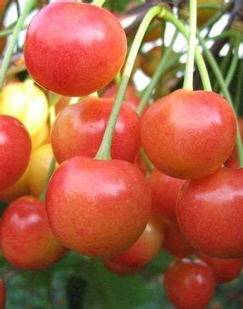 Черешня "Брянская розовая" | Зеленый город