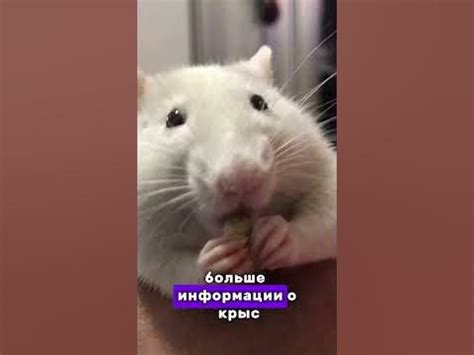 ⏳ПЕСОК ДЛЯ КРЫС | наш тгк о крыс @RatsMy. ссылка в комментариях 🌟 - YouTube