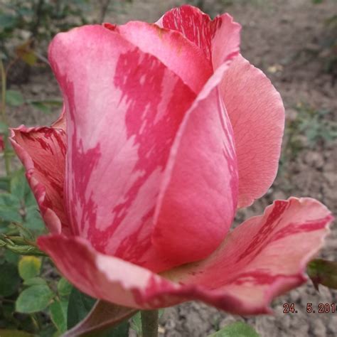 Градина на Розата-www.gradinanarozata.com