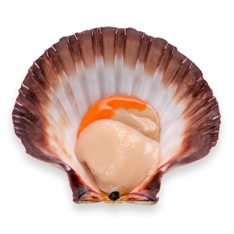 scallop meat – Sea to C Seafood Market