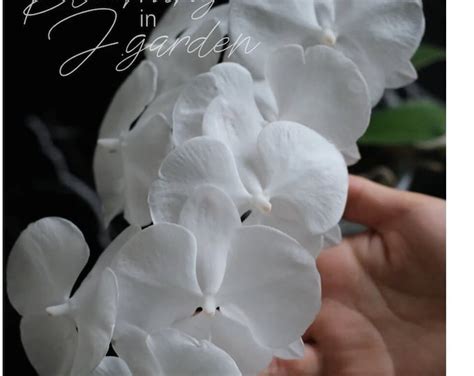 Phal. Charming Crystal Water '1288' - Etsy