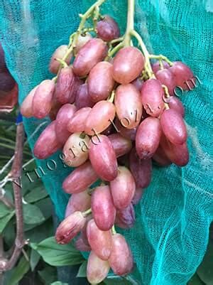 Описание сорта винограда Виктор: фото и отзывы | Vinograd-Loza