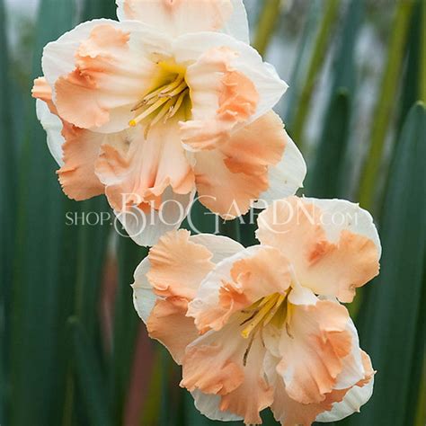 Нарцис Кум Лауде Narcissus (Daffodil) Cum Laude – Биогардн Магазин за ...