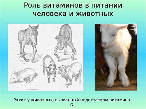 Витамины