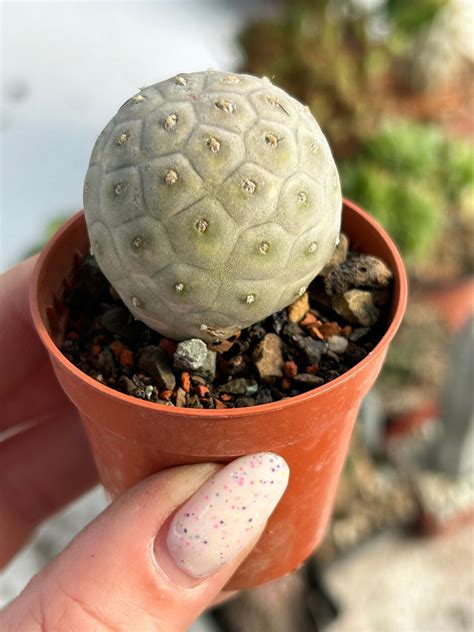 Tephrocactus geometricus | Cactuses \ Tephrocactus | Kaktusy, sukulenty ...
