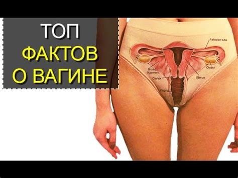 ТОП 5 необычных фактов о Влагалище - YouTube