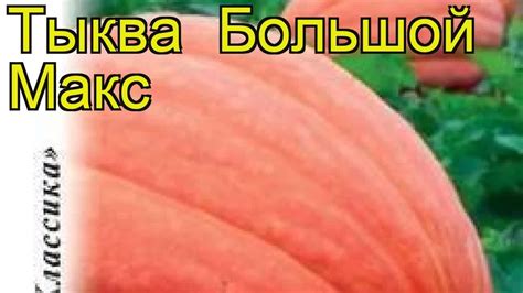 Тыква Красная Баронесса Описание Сорта Фото Отзывы – Telegraph