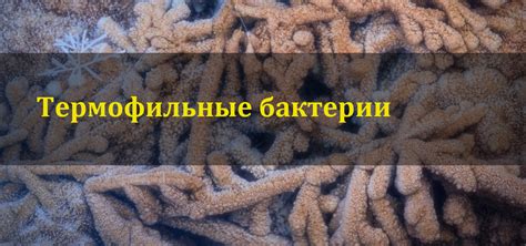 Термофильные бактерии - вред для человека, примеры бактерий