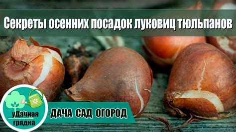 Высаживаем тюльпаны осенью! Все секреты осенних посадок луковиц ...