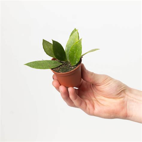 Hoya Gracilis | Hoya Memoria – GROW TROPICALS