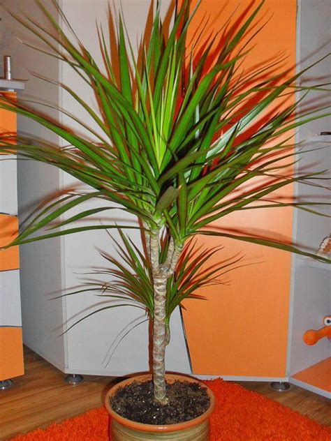 Dracaena - kućna njega, kako pravilno brinuti za cvijet dracaene u ...