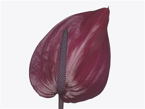 Антуриум Андре "Purple Haze" — Global Flowers Club