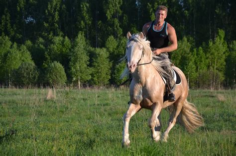 Лошадь белорусская упряжная: история, масти, племенные линии