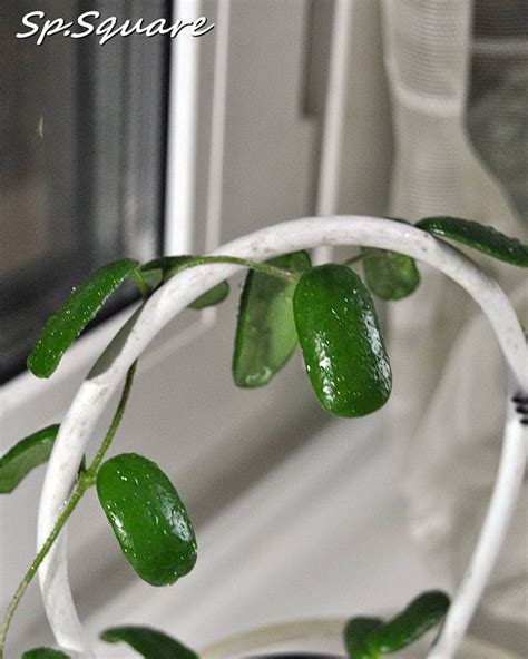 #хойя #растения #коллекция #plants #hoya #plantcollection | Stuffed ...