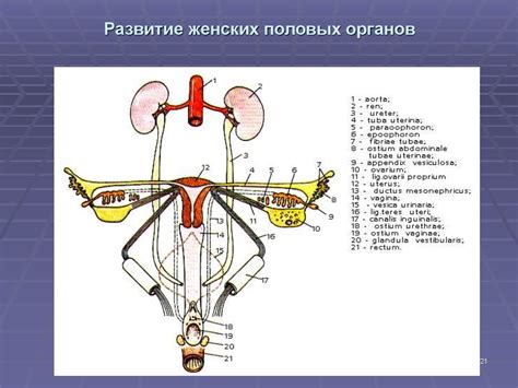 Развитие и функциональная анатомия половых органов - online presentation