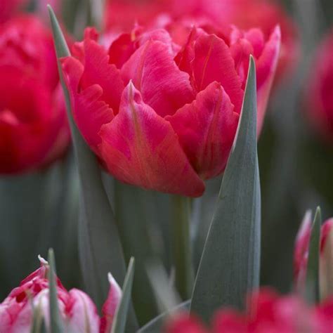 Tulpen 'Flashpoint' - Floratuin