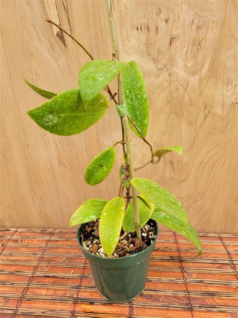 Hoya Wibergiae in a 4.25 Inch Pot / Silver Splash Leaves / Exact Plant ...