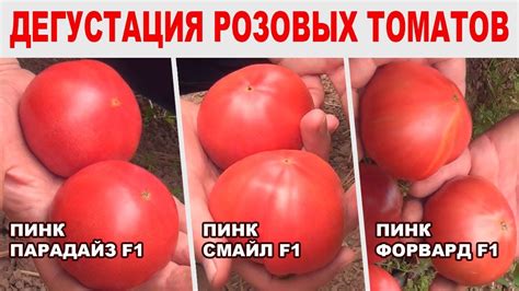 Пинк Парадайз Томат Отзывы Фото Характеристика – Telegraph