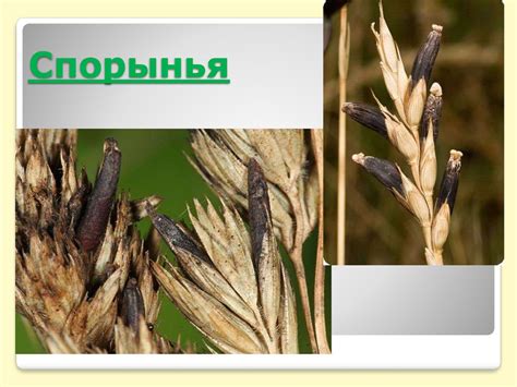 Грибы-паразиты - презентация онлайн