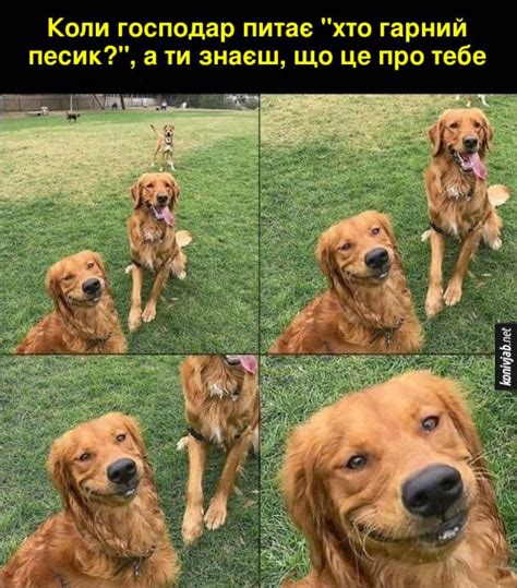Прикол Собака усміхається | Golden retriever, Golden retriever funny, Dogs