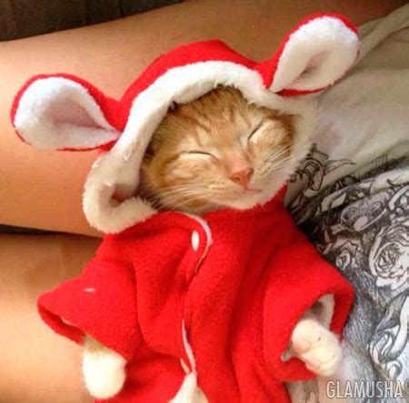 20 новогодних нарядов для котов - Glamusha