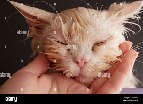 Wet cat Stock Photo - Alamy