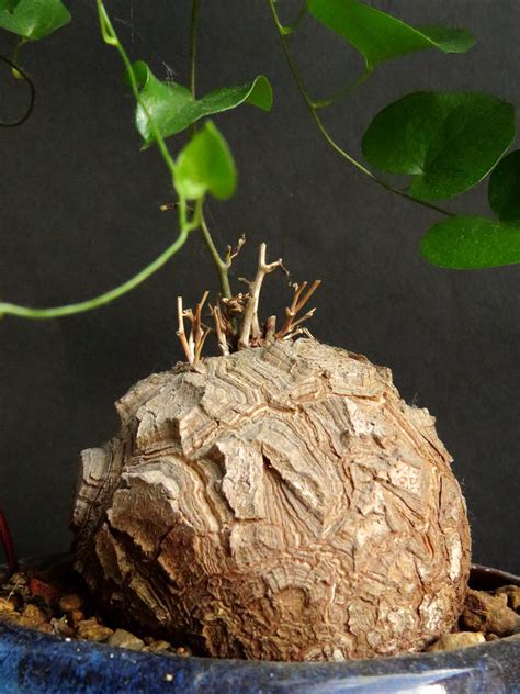 Dioscorea elephantipes | msek | Flickr
