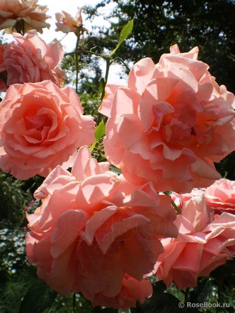 Галерея - Poesie (Tournament of roses, Berkeley, JACient ...