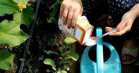 6 нестандартных способов применить пищевую соду в быту себе на радость