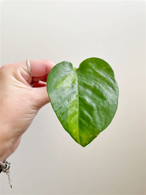 Epipremnum Global Green - Kekke Stekkies