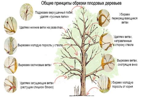 Весенняя обрезка плодовых деревьев в деталях. Схемы обрезки.