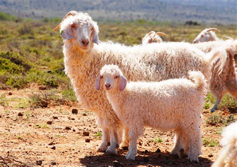 Responsible Mohair Standard - IDFL