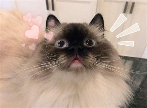 ∘₊ ♡⭒Вишневая шипучка [ Утя Games]⭒♡ ₊∘ 2024 | ВКонтакте