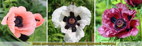 Маки садовые: саженцы, корневища, семена. Главные аспекты правильной ...
