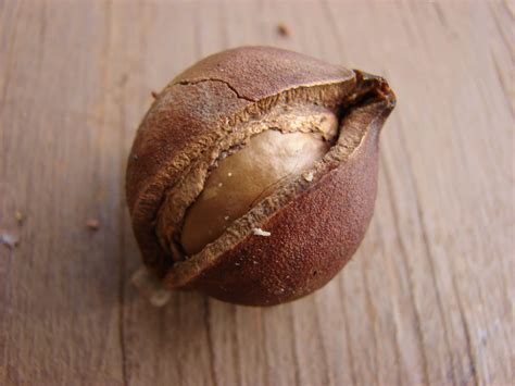 Ce este macadamia?