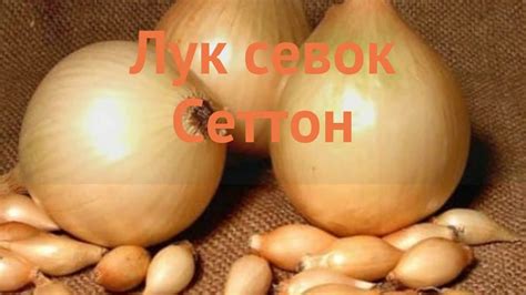 Лук овощной Сеттон (allium cepa setton) 🌿 Сеттон обзор: как сажать, лук ...